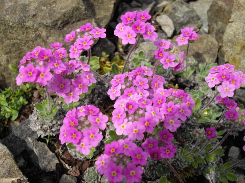 Androsace Group - Professional Gardening Tips