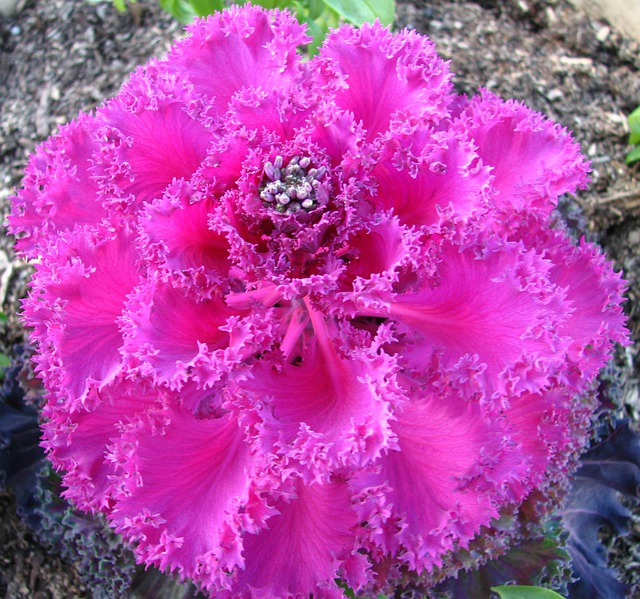 Cabbage Roses - Kale - Professional Gardening Tips