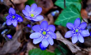 Hepatica - Perennial Plant, How to grow - Professional Gardening Tips