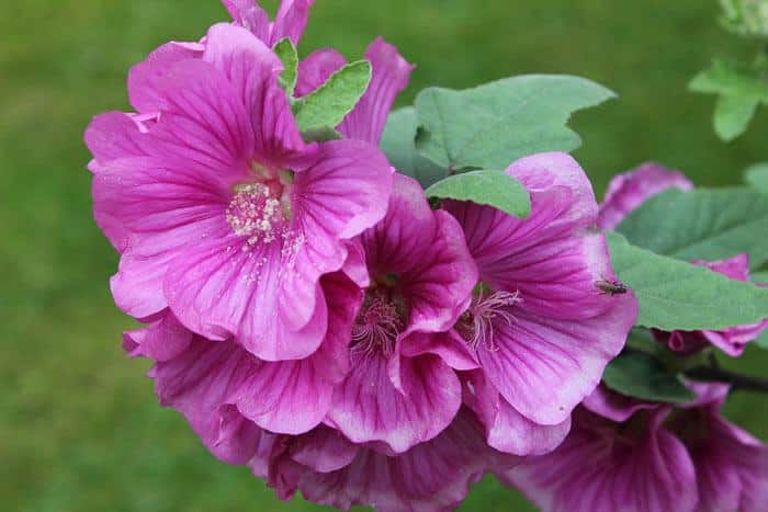 LAVATERA - Treemallow (Annual-mallow), Annual Flower Information ...