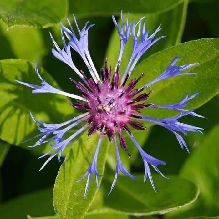 Plant care Centaurea - Cornflower and Sweet-sultan, Annual Flower ...