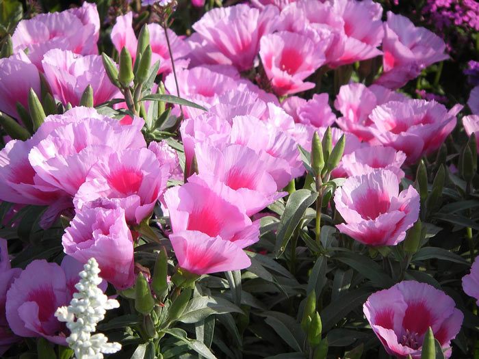Plant care for Godetia Satin flower, Annual Flower Information ...