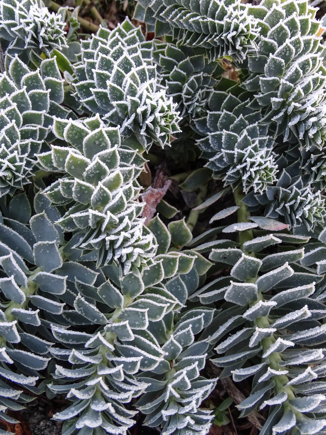 Common Alpines For Your Garden - Professional Gardening Tips