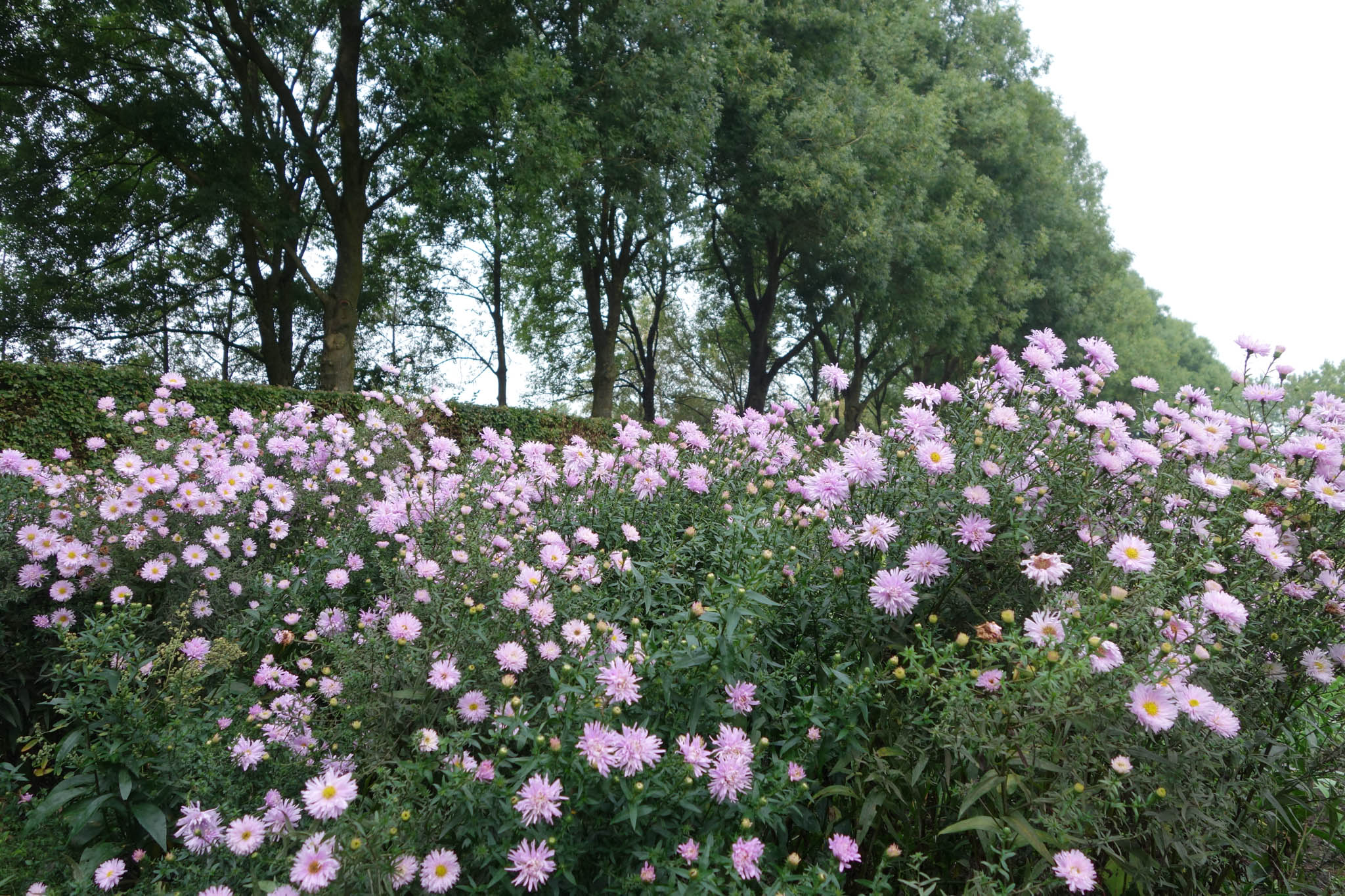 All America Flower Selection - Professional Gardening Tips