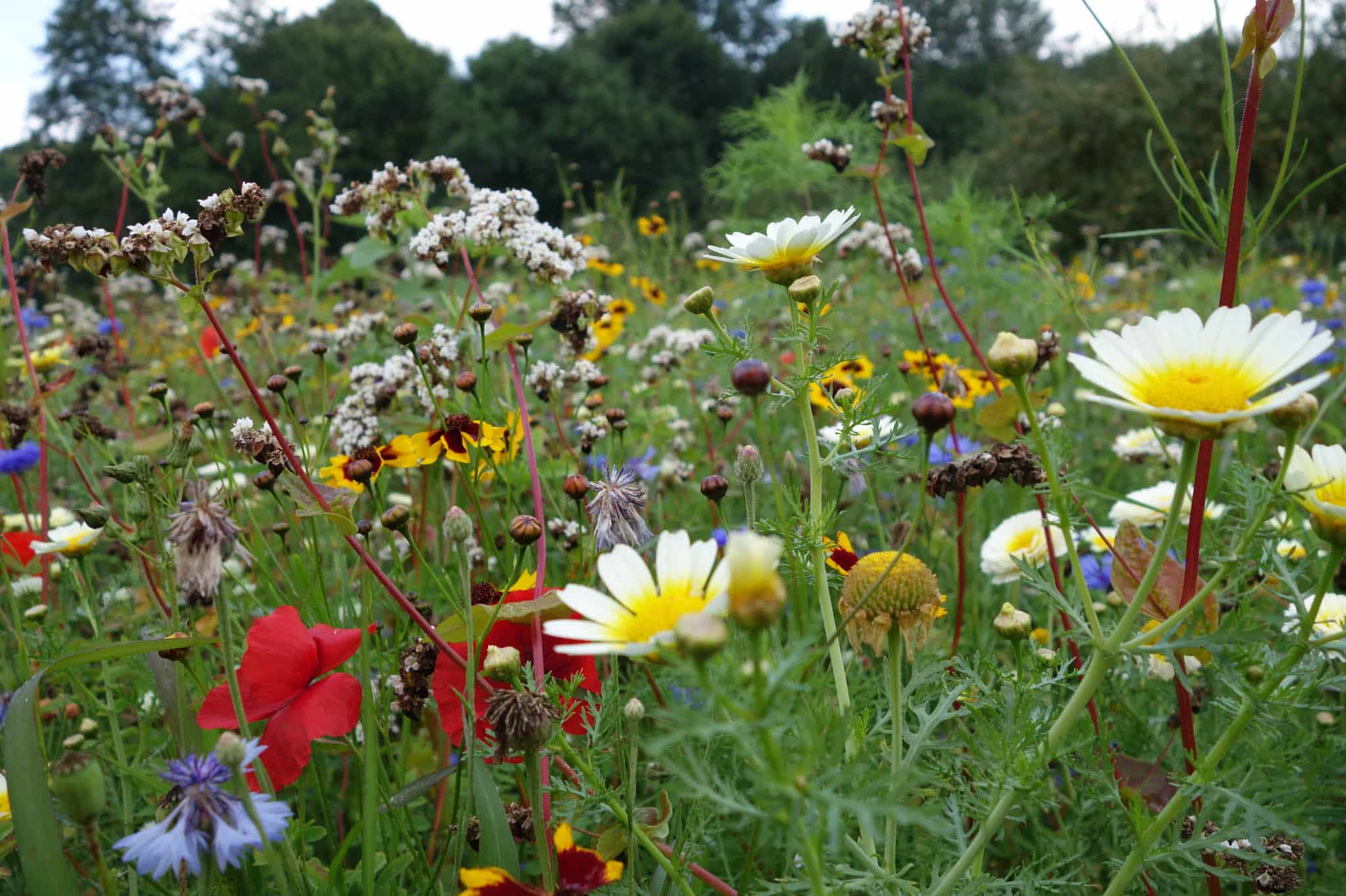 Plant finder - Search for a plant. - Professional Gardening Tips