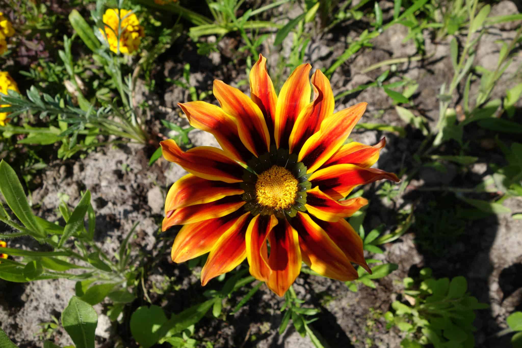Planting Information on popular plants - Professional Gardening Tips