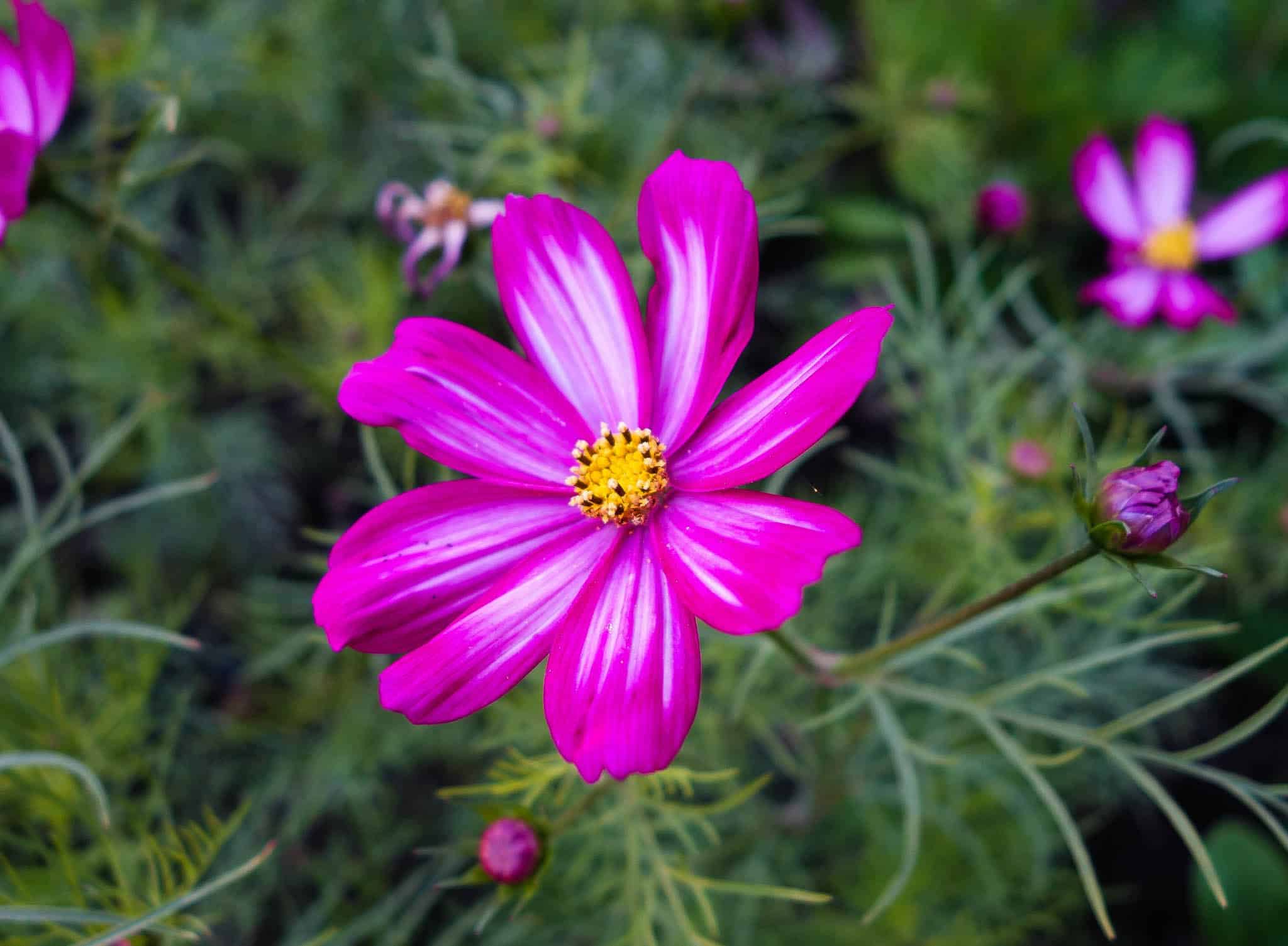 Pyrethrum - Pink Daisy, Perennials Guide to Planting Flowers ...