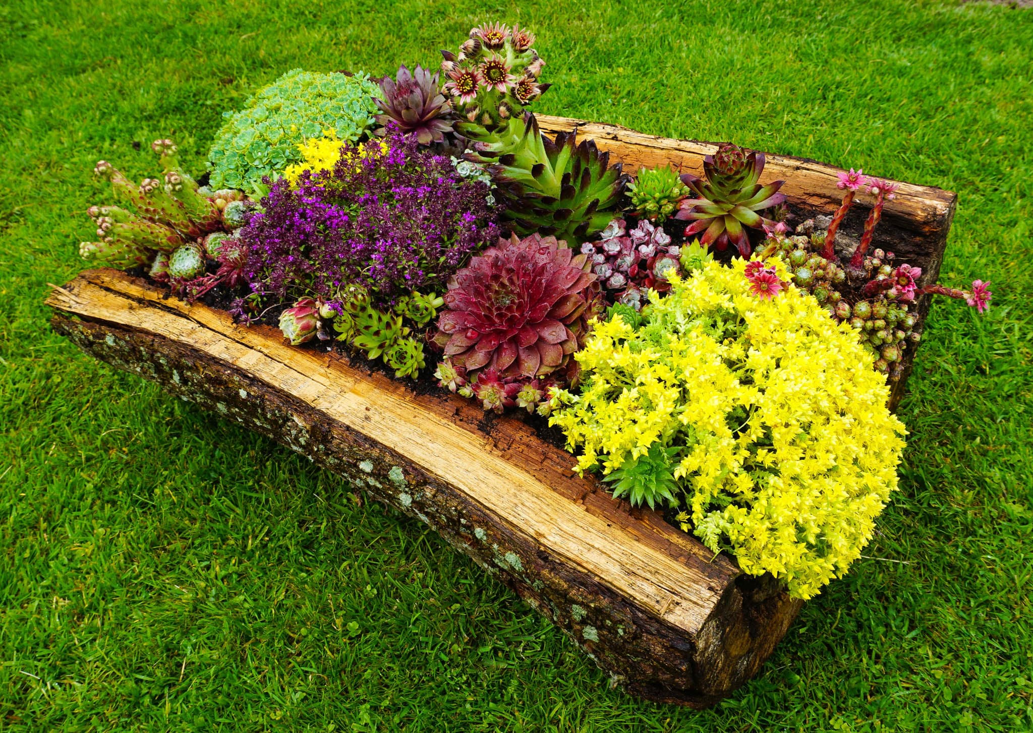SHADY CHARACTERS - Professional Gardening Tips