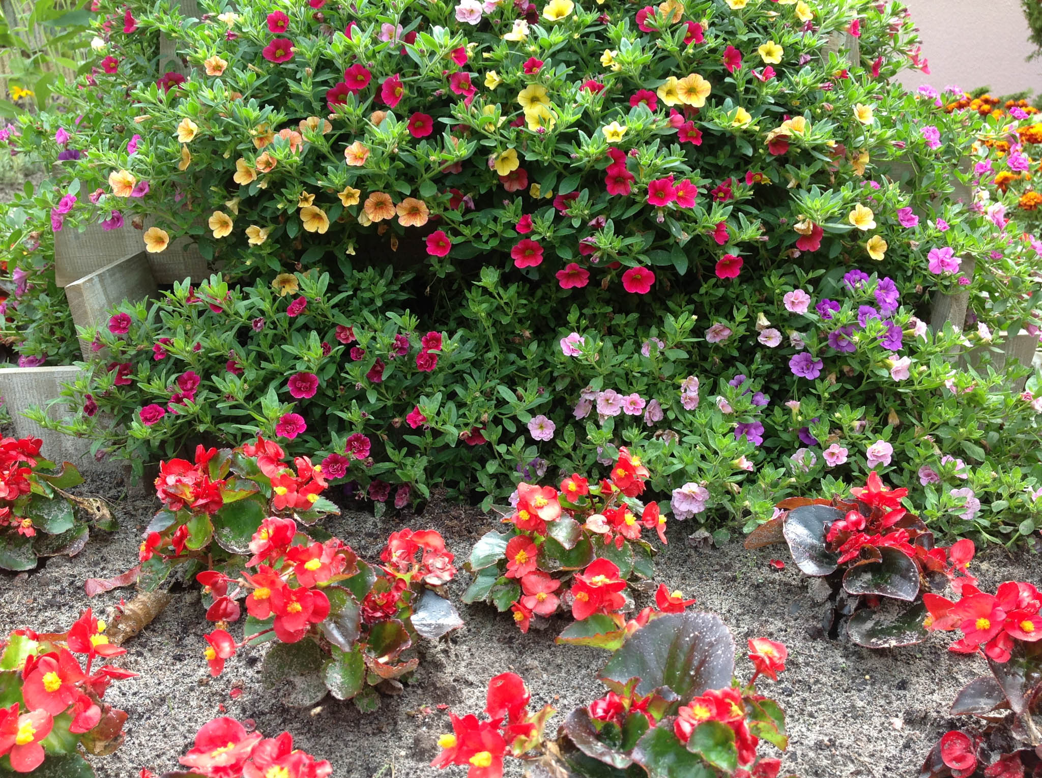 Vegetable Origins - Professional Gardening Tips