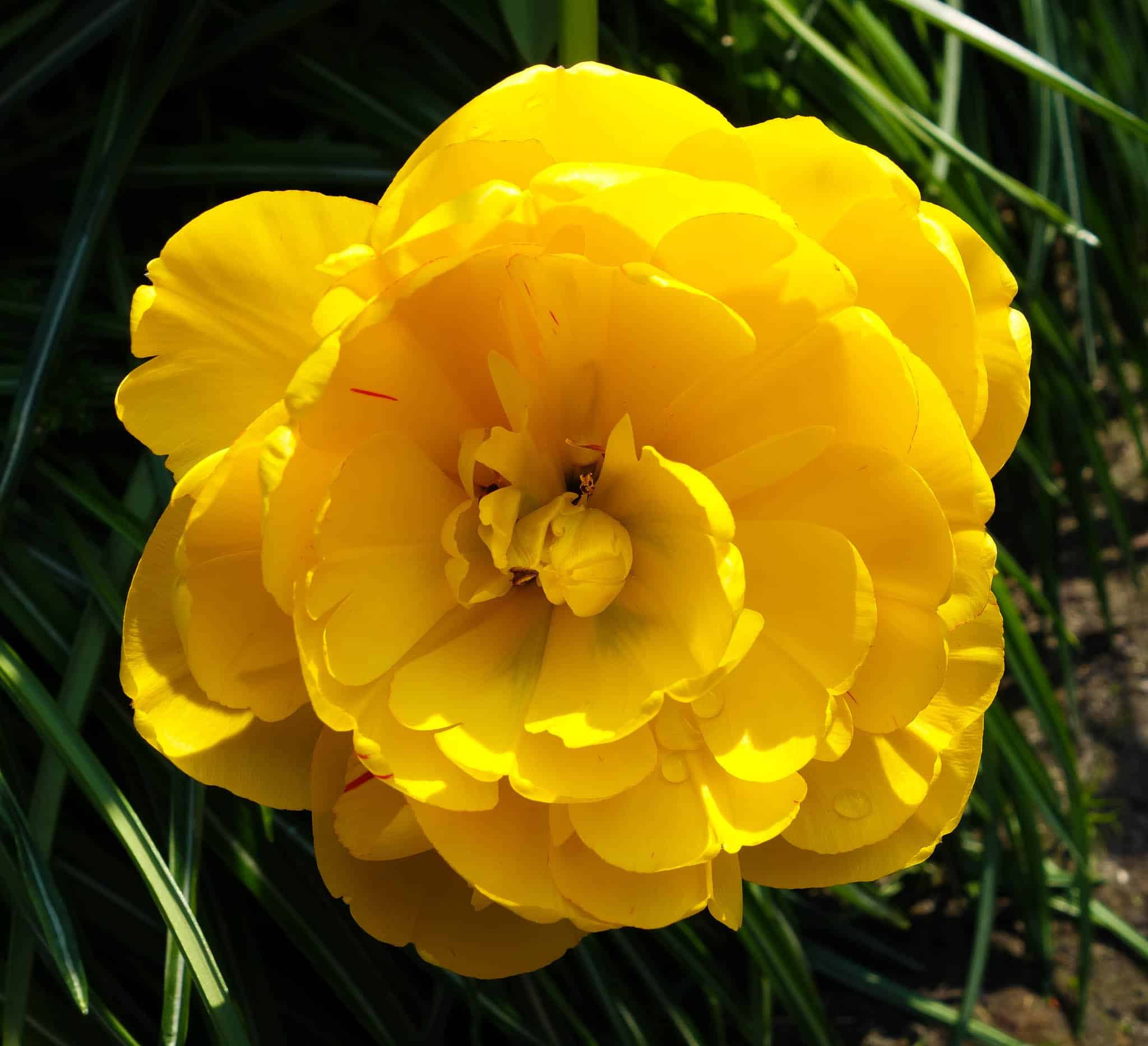 Winter Protection for a Rose bush - Professional Gardening Tips