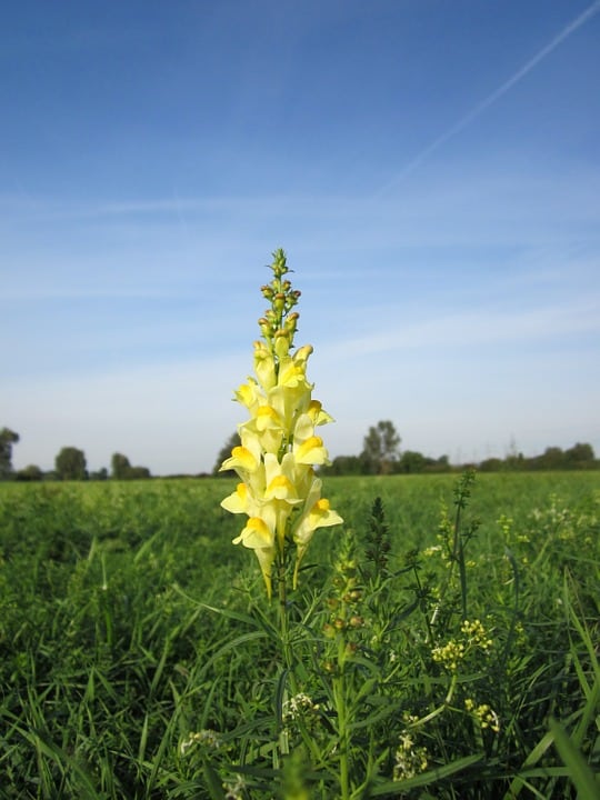 LINARIA Toadflax, Annual Flower Information - Professional Gardening Tips