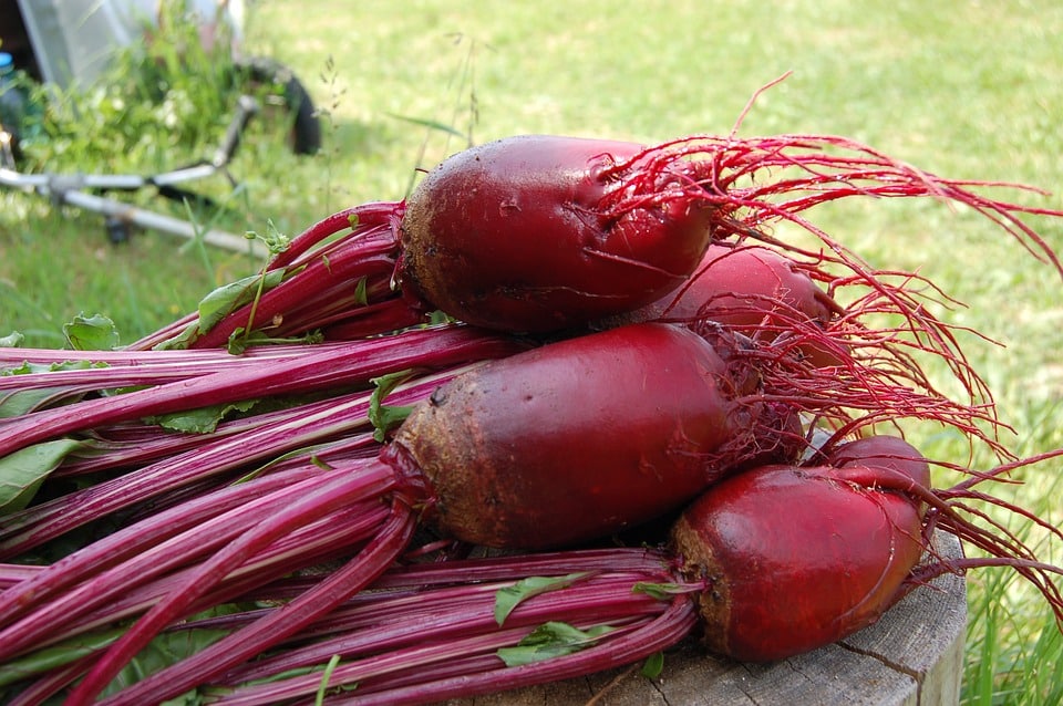 The Vegetable Guide - Beet - Professional Gardening Tips