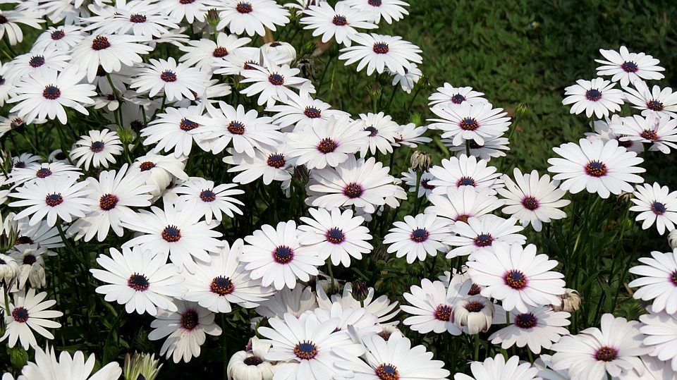 Growing Guide for Pyrethrum - Chrysanthemum - Professional Gardening Tips