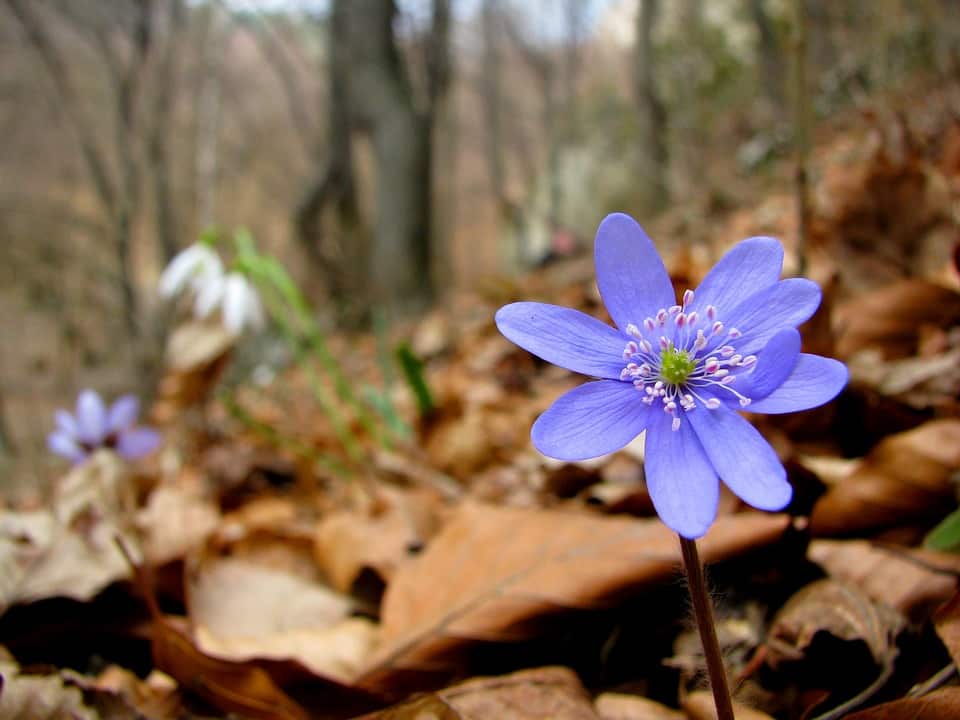 Growing Guide for Hepatica - Professional Gardening Tips