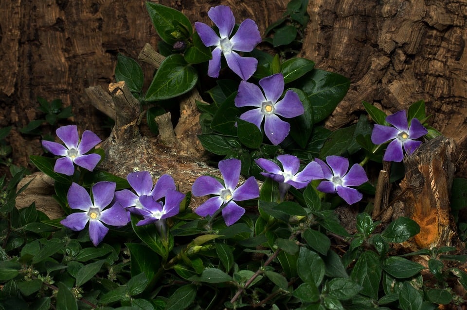 Vinca, A Hillside Groundcover - Professional Gardening Tips
