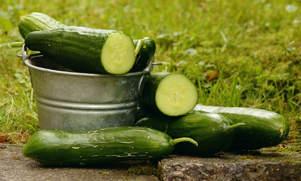 Cucumber and Squash Growing facts - Professional Gardening Tips