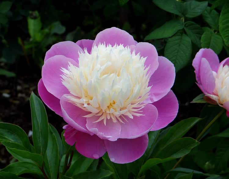 Growing tips for Paeonia - Professional Gardening Tips