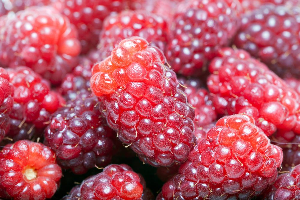 Plant care for Loganberry - Professional Gardening Tips