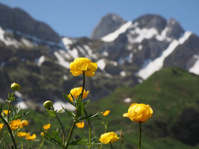 How to grow Trollius - Professional Gardening Tips