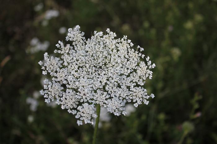 TRACHYMENE (Daucus) - Lace flower, Annual Flower Information ...