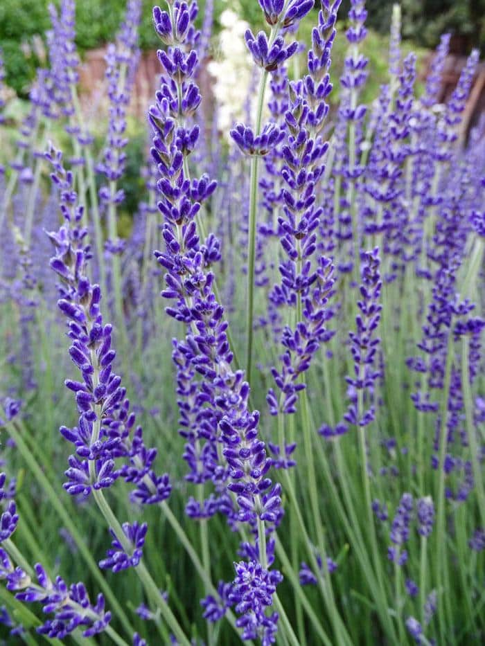 Lavandula - Lavender, Perennials Guide to Planting Flowers ...