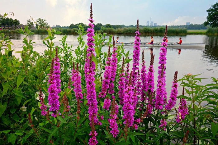 Lythrum - Purple Loosestrife, Perennials Guide to Planting Flowers ...