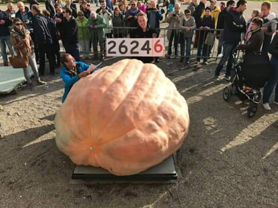 Giant Pumpkin Records in the World - Country, State, & Province - 2025 ...