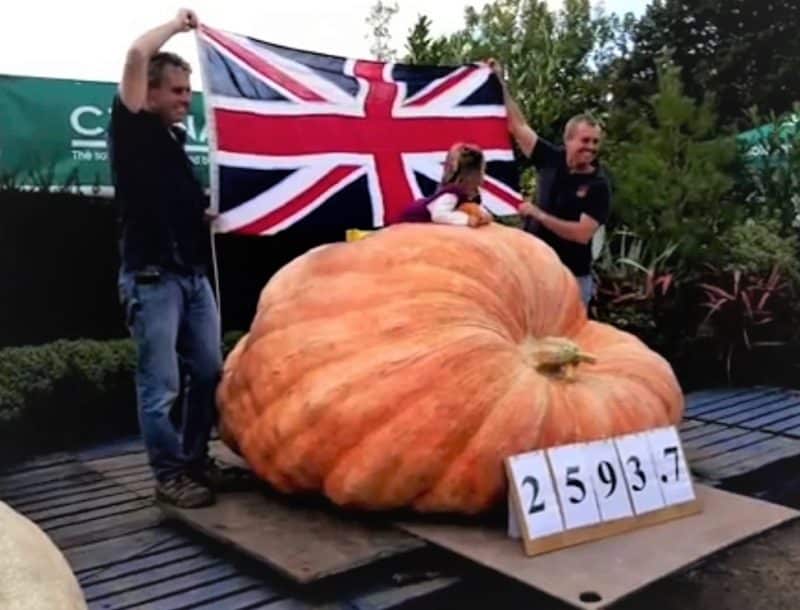 Top 10 Giant Pumpkins in the World, Records for Country, State ...