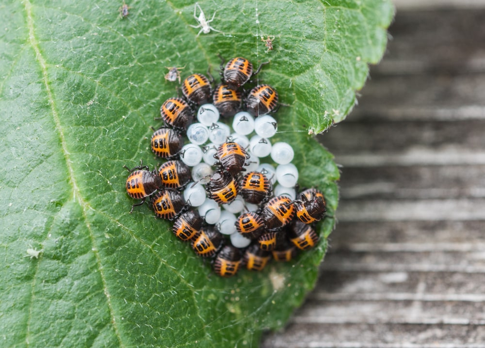 The 7 Most Common Insect Pests You’ll Find in Your Garden ...