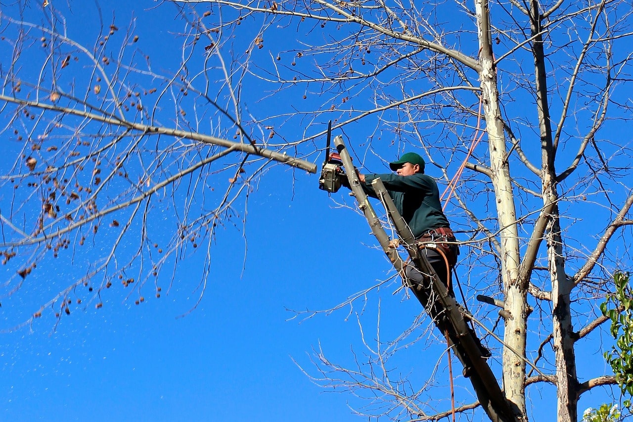 How To Maintain The Trees In Your Backyard - Professional Gardening Tips