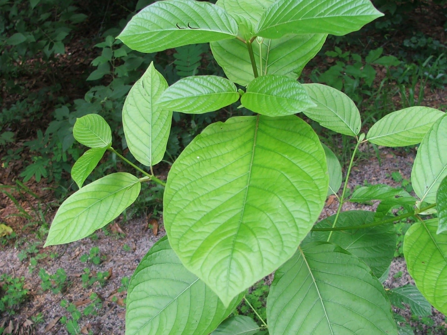 How to Grow a Kratom Plant: Tips and Tricks - Professional Gardening Tips