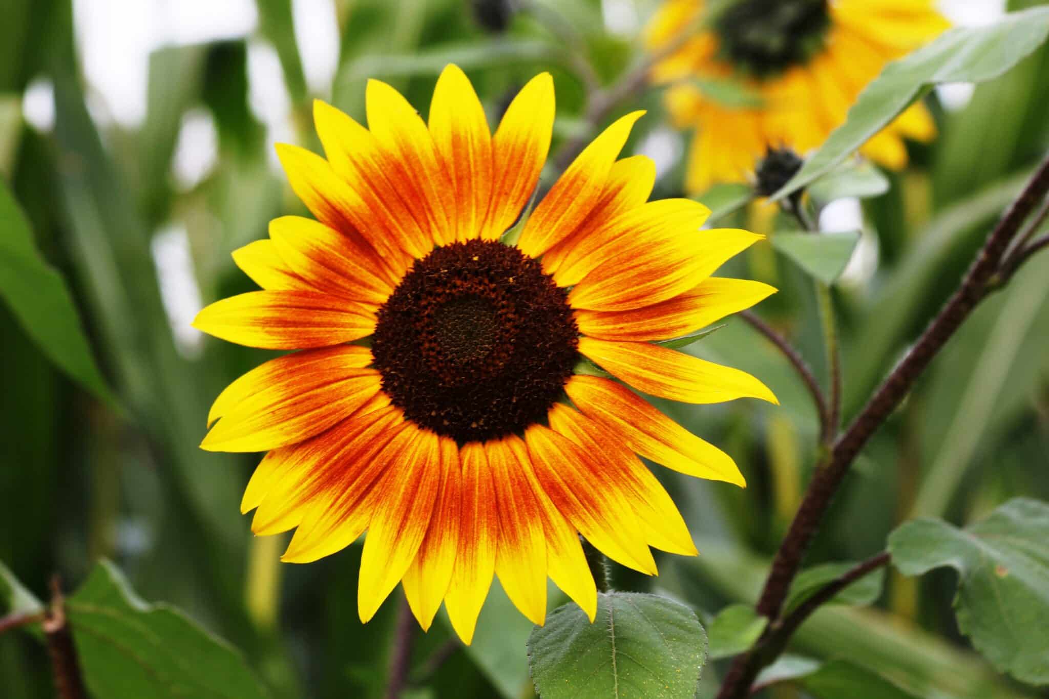 How to Successfully Cultivate Your Garden for Flower Seeds ...