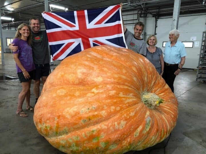 Giant Pumpkin Records in the World - Country, State, & Province - 2025 ...
