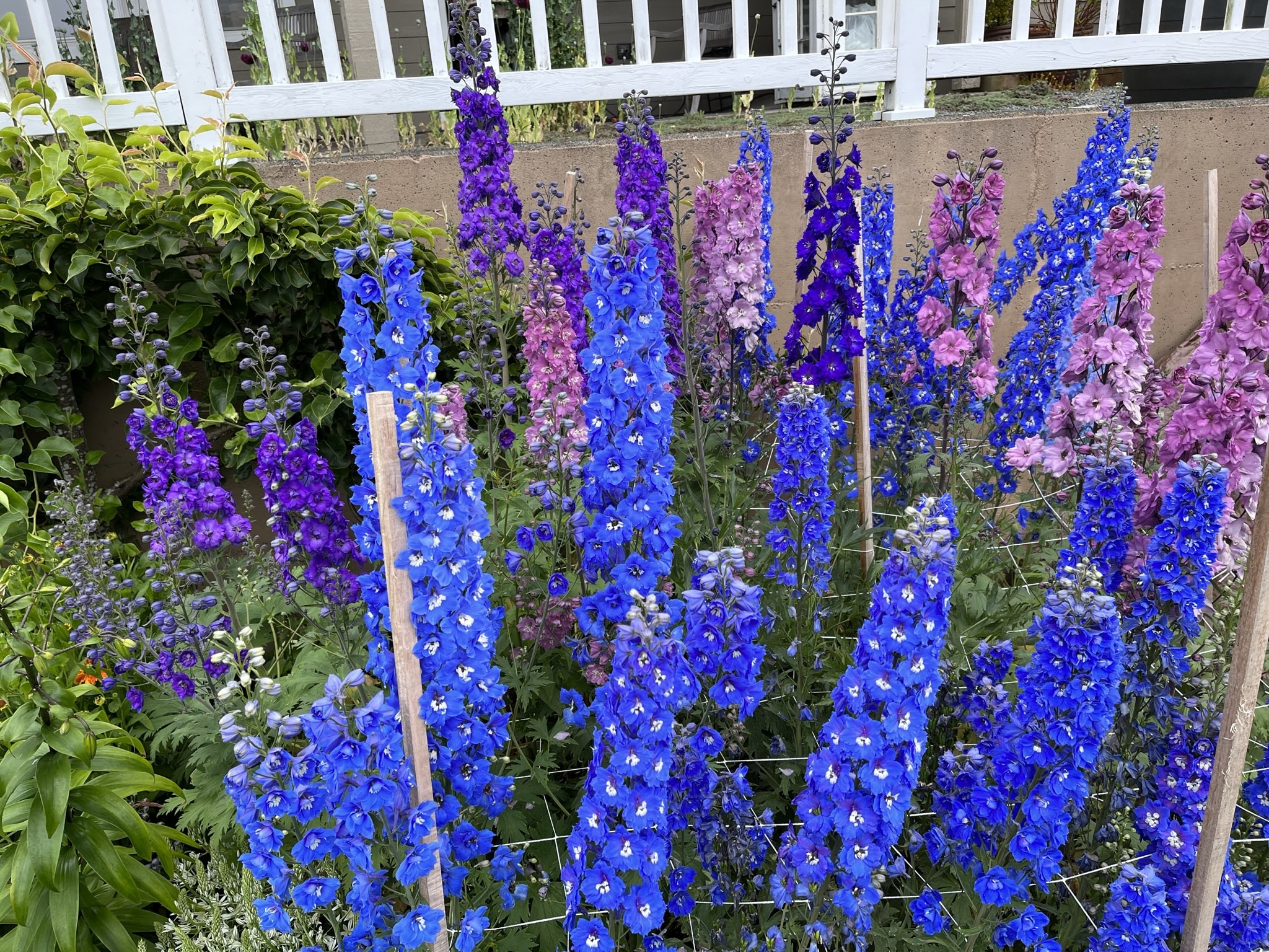 Delphinium Plant Care - Professional Gardening Tips