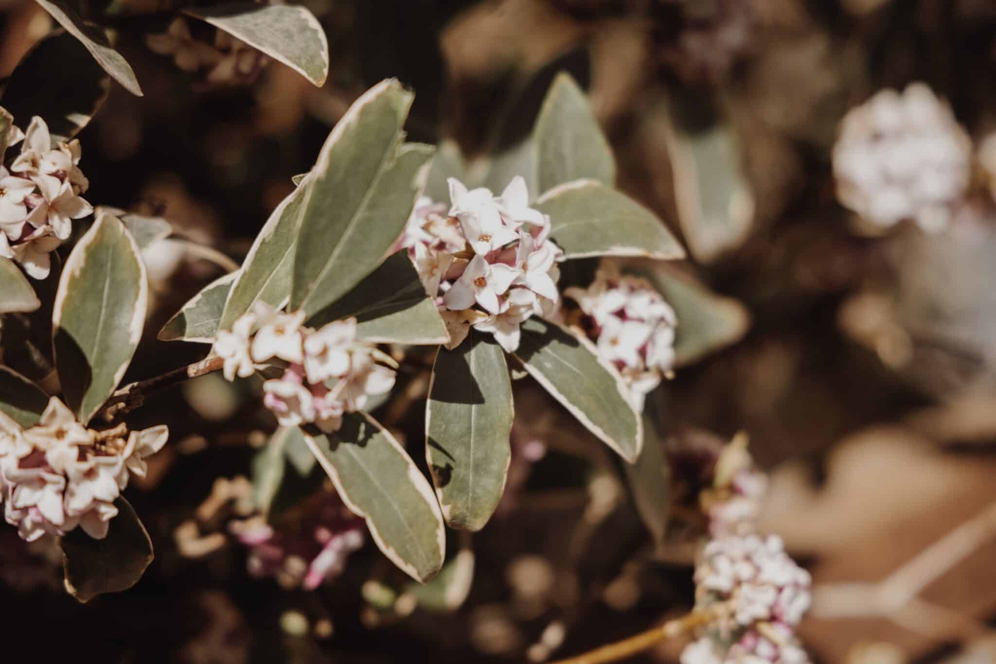 Daphne Garland Flower, Perennials Guide to Planting Flowers ...
