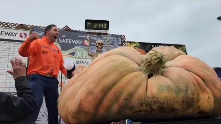World Record Giant Pumpkin by Year - Professional Gardening Tips
