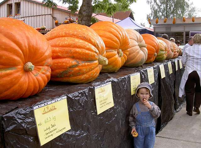 World Record Giant Pumpkin by Year - Professional Gardening Tips